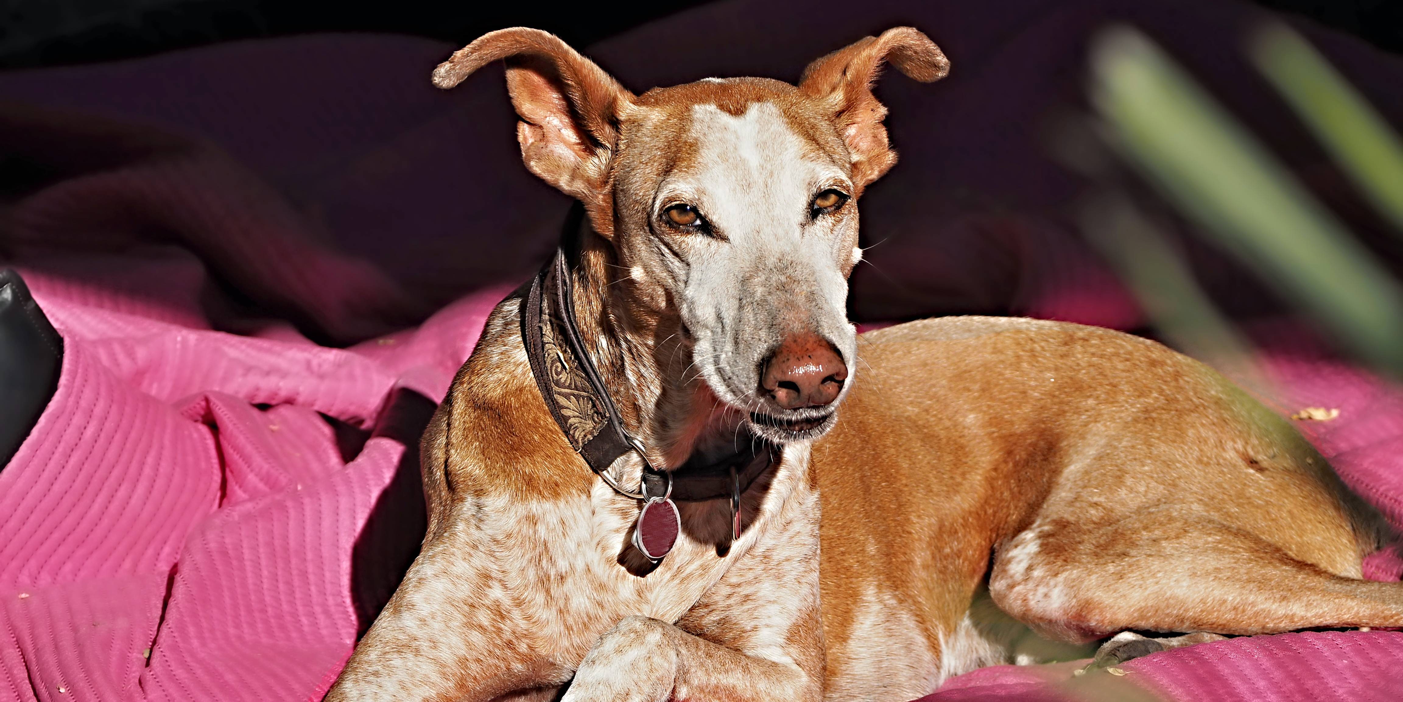Spanish Dog Names | TrustedHousesitters.com