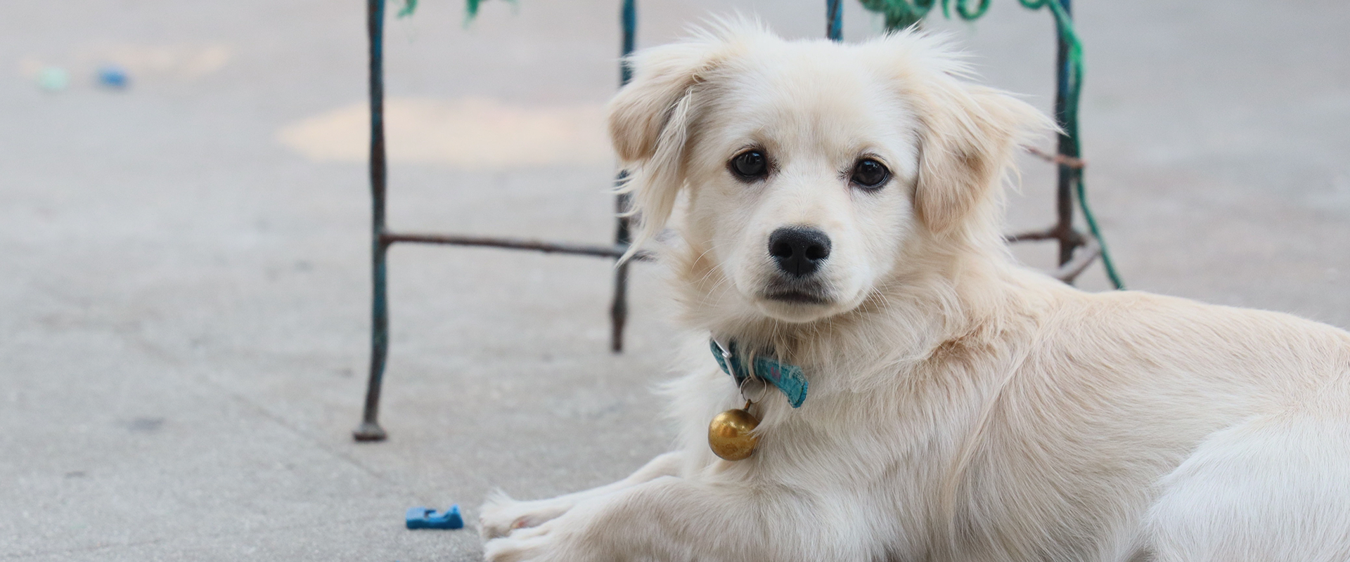 90 Truly Great Greek Dog Names | TrustedHousesitters.com