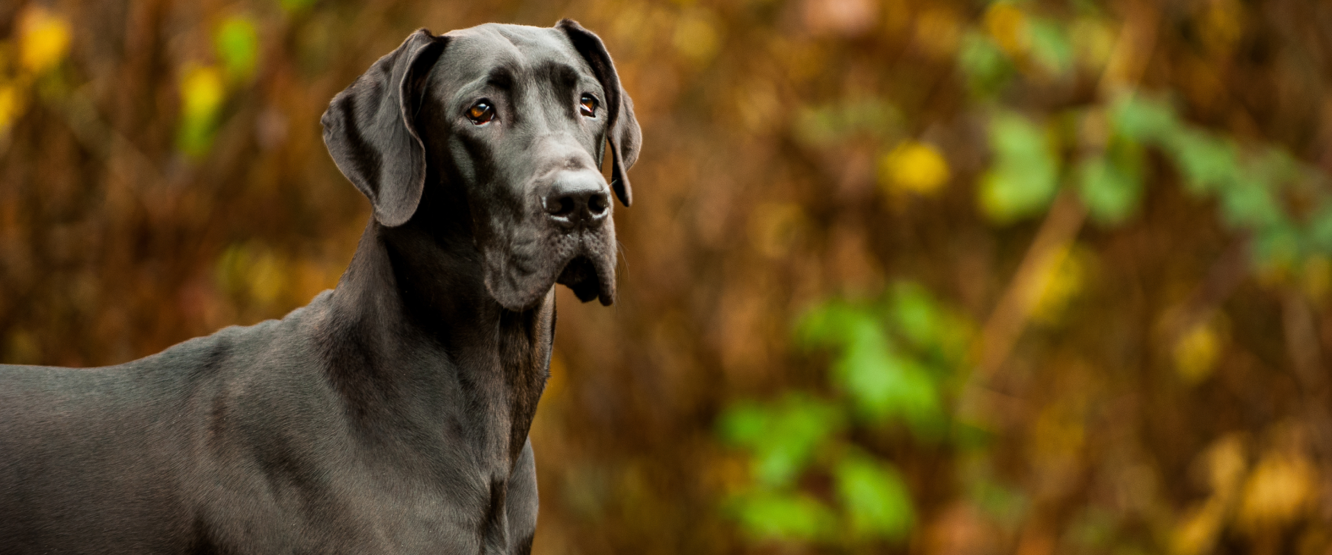 Dog names that start with O: 74 outstanding options ...