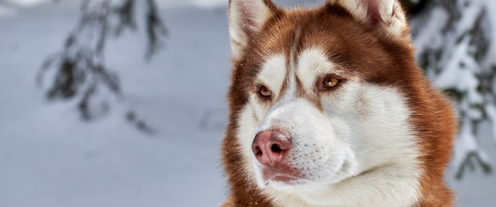 300 Husky Names | TrustedHousesitters.com