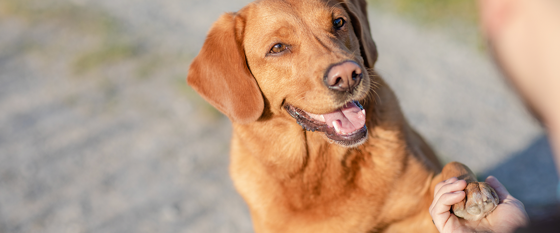 15 Dog Tricks to Teach Your Pooch | TrustedHousesitters.com