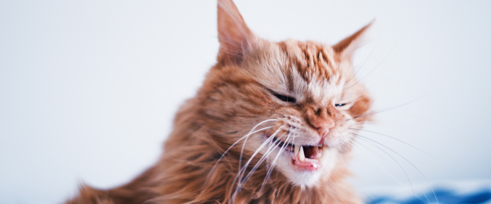 Why Is My Cat Sneezing? | TrustedHousesitters.com