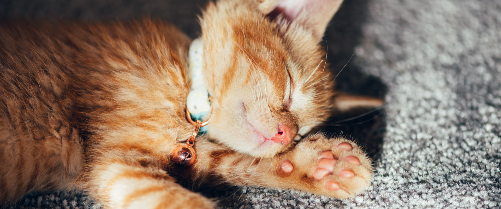 The Best Kitten Collars for your Feline Fashionista ...