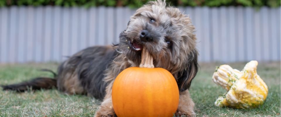 Can Dogs Eat Squash? | TrustedHousesitters.com