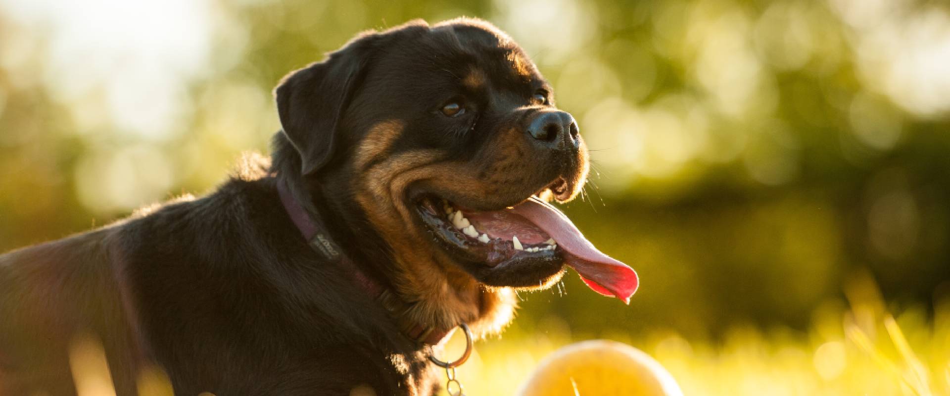 Rottweiler Breed Guide | TrustedHousesitters.com