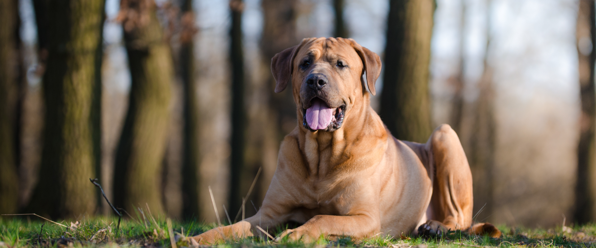 Dog names that start with O: 74 outstanding options ...