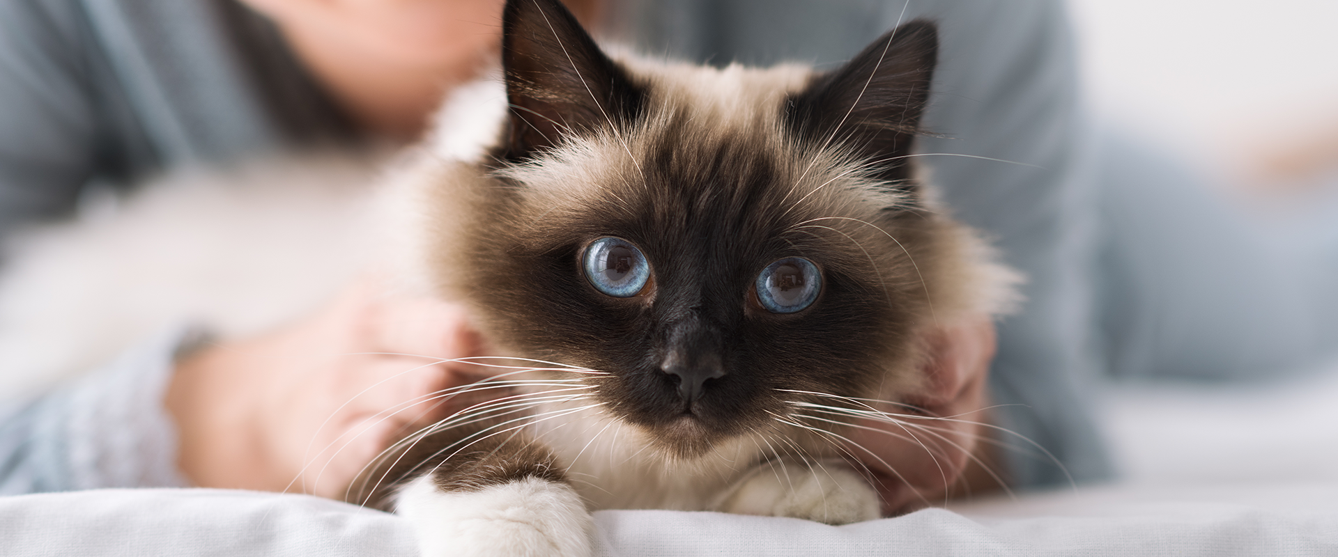 What Are the Friendliest Cat Breeds? | TrustedHousesitters.com