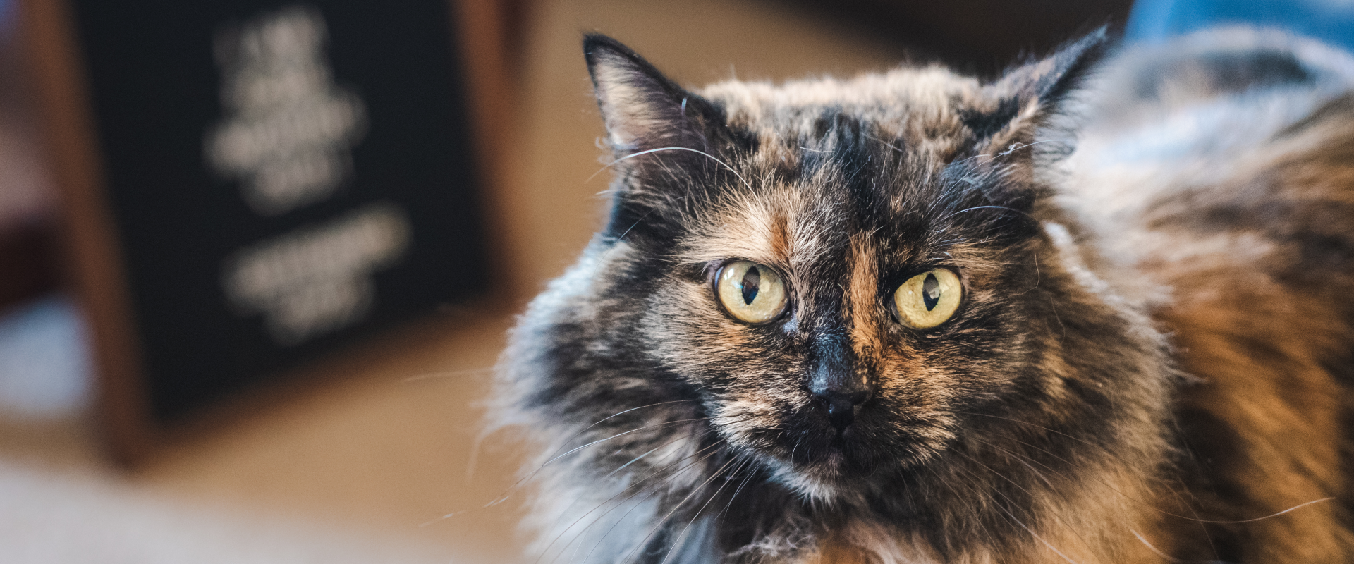 Tortoiseshell Cat Names | TrustedHousesitters.com
