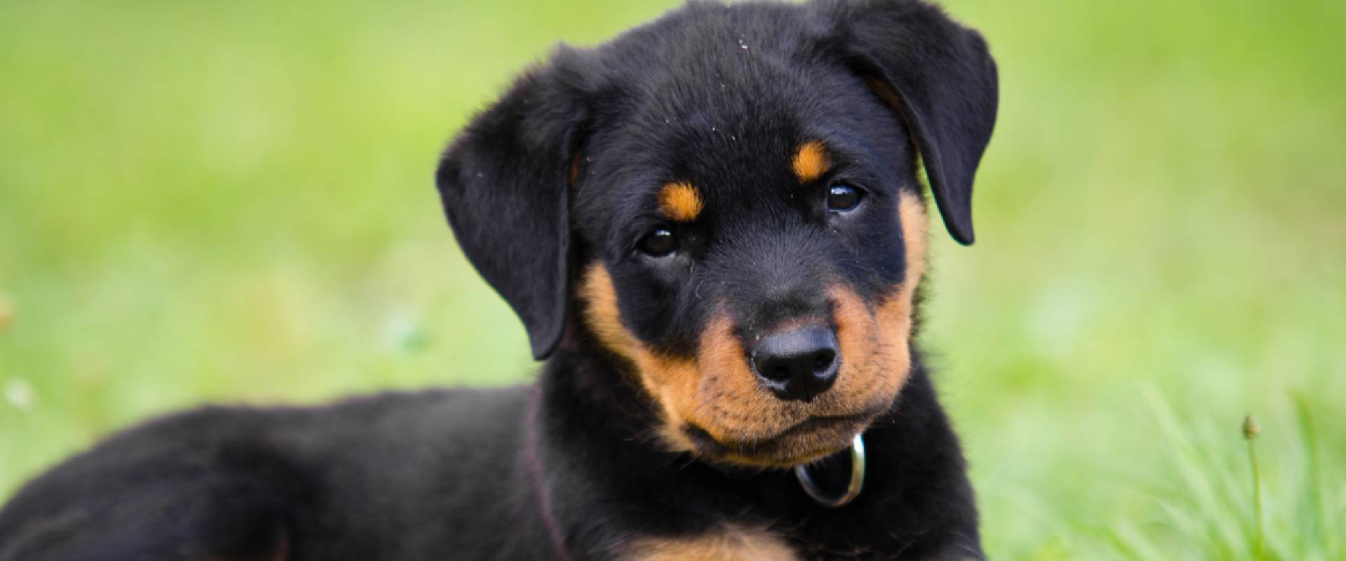 Rottweiler Breed Guide | TrustedHousesitters.com