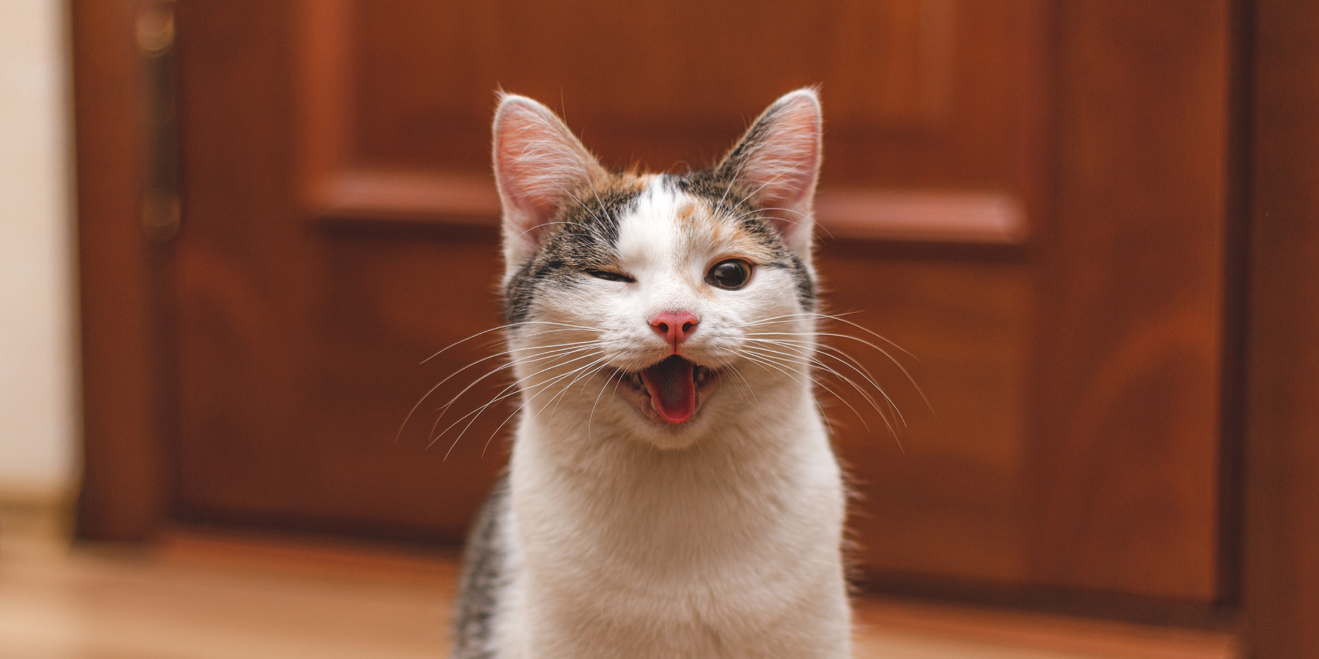 From Honey to Houdini: Cat Names that Start with H ...