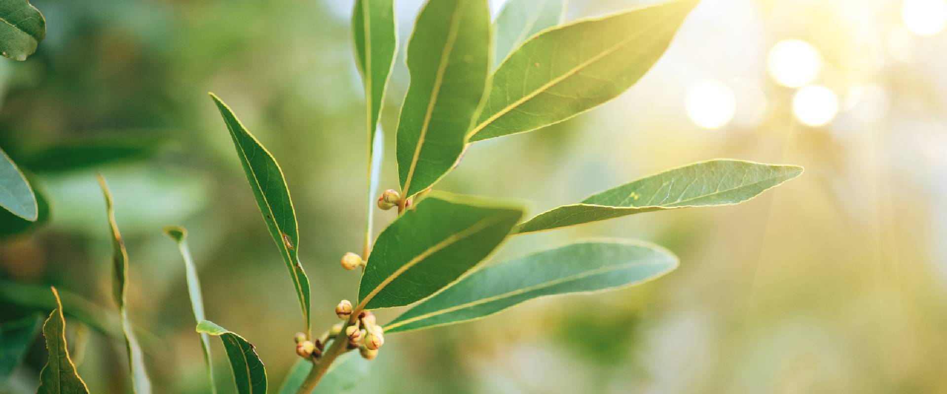 Are Laurels Poisonous to Dogs? | TrustedHousesitters.com