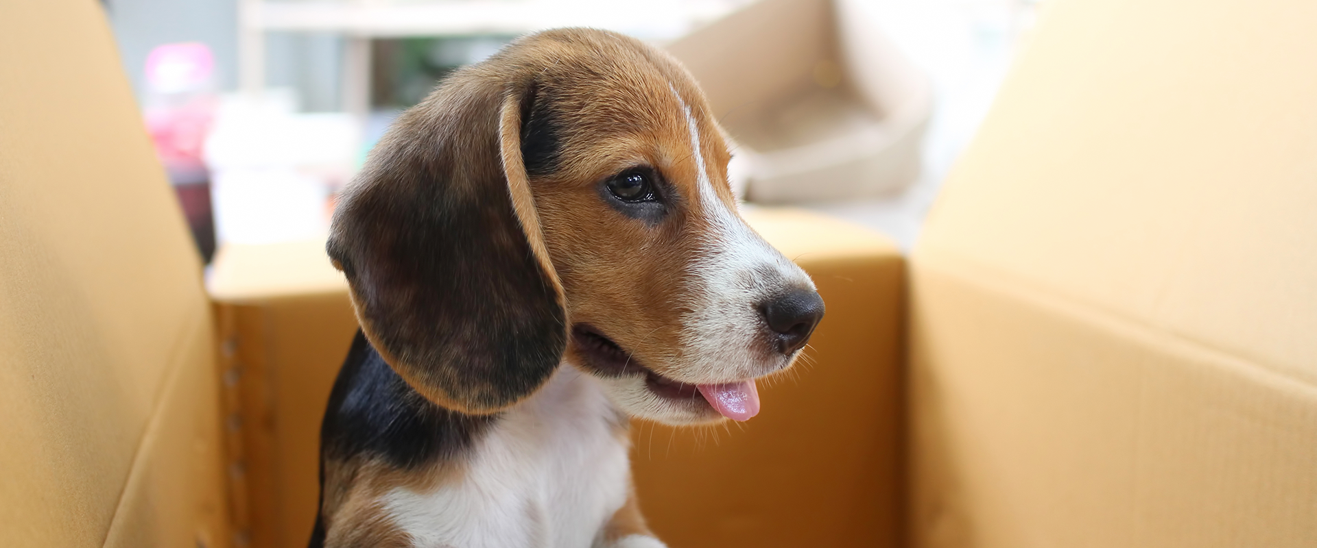 Best Beagle Names (for Your Floppy-eared Friend) | TrustedHousesitters.com