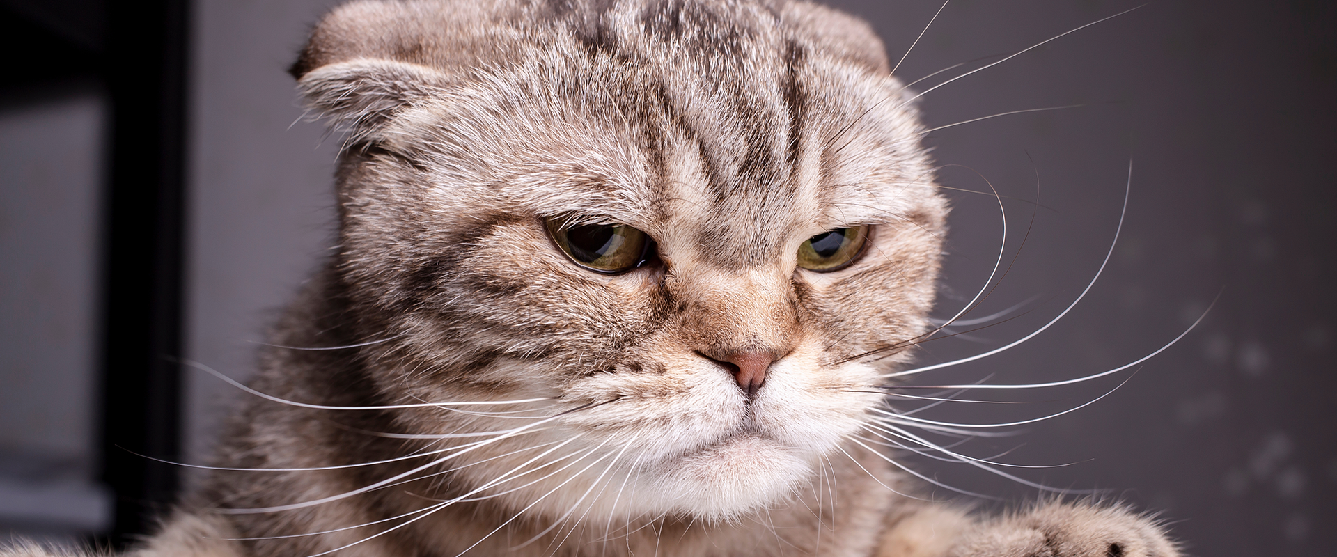 Revealed: the Smells Cats Hate (and Why) | TrustedHousesitters.com