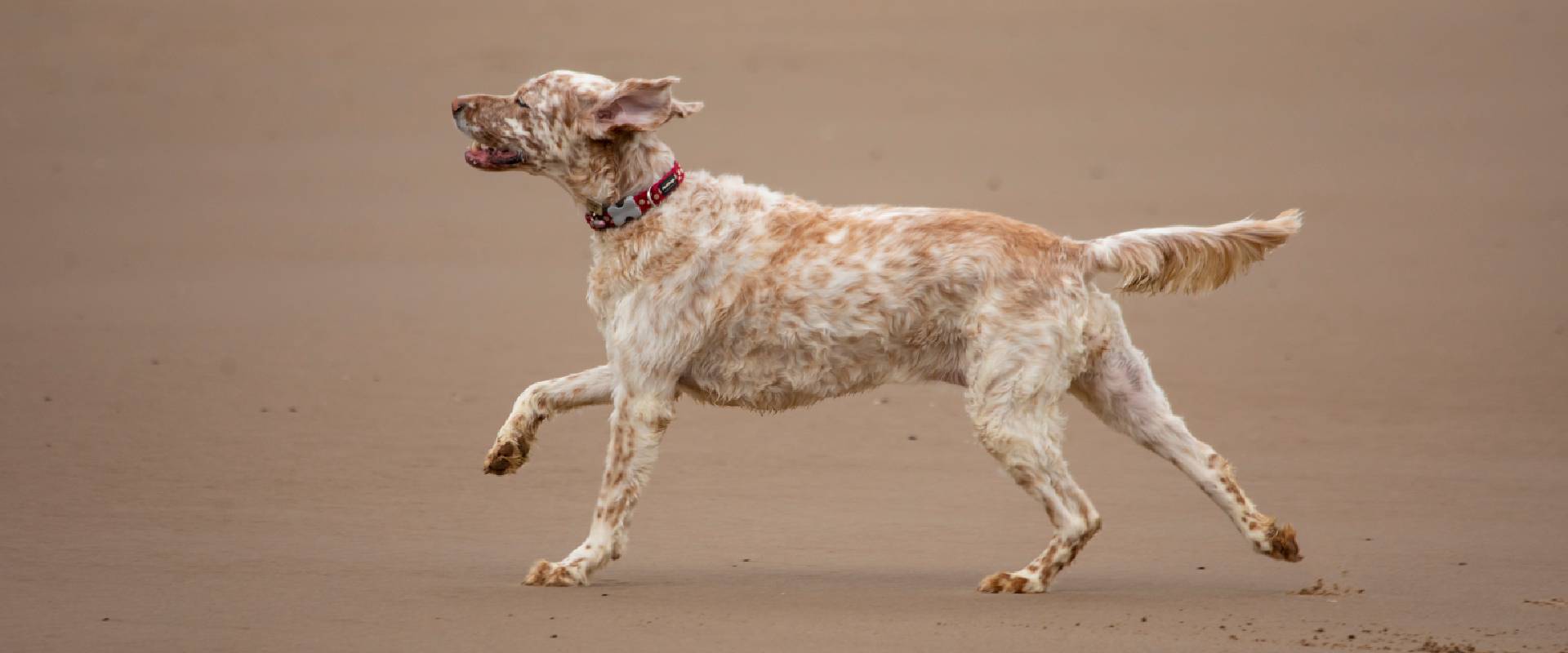 Dog-Friendly Things To Do Mablethorpe | TrustedHousesitters.com
