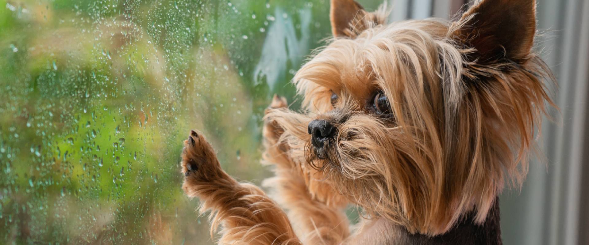 Yorkie Haircuts | TrustedHousesitters.com