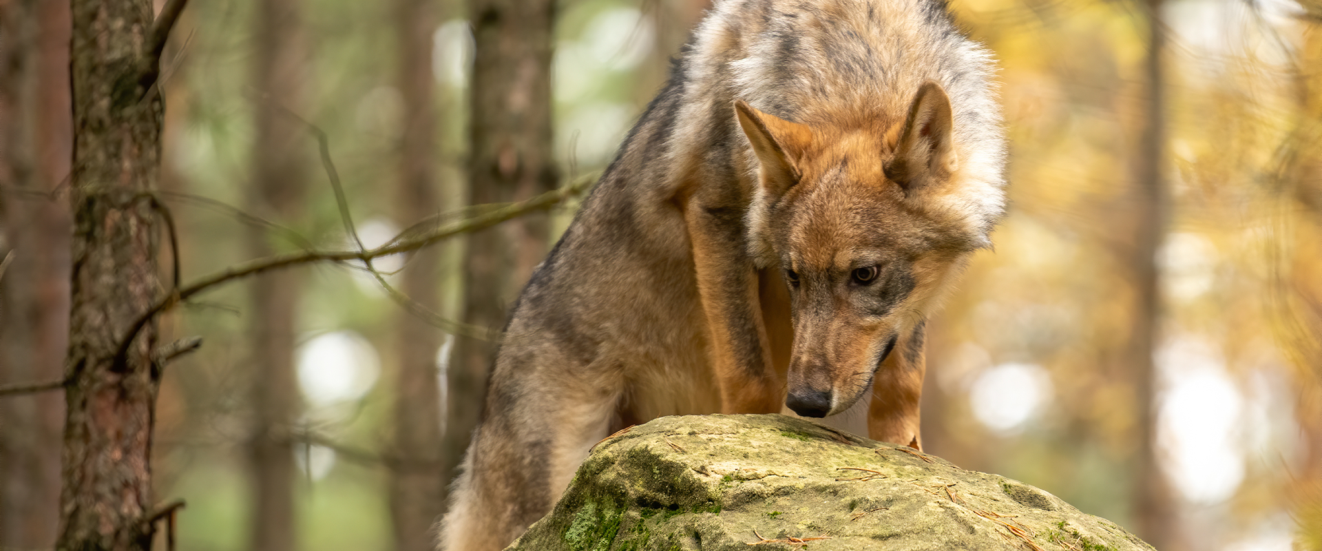 Lord of the Rings Dog Names | TrustedHousesitters.com