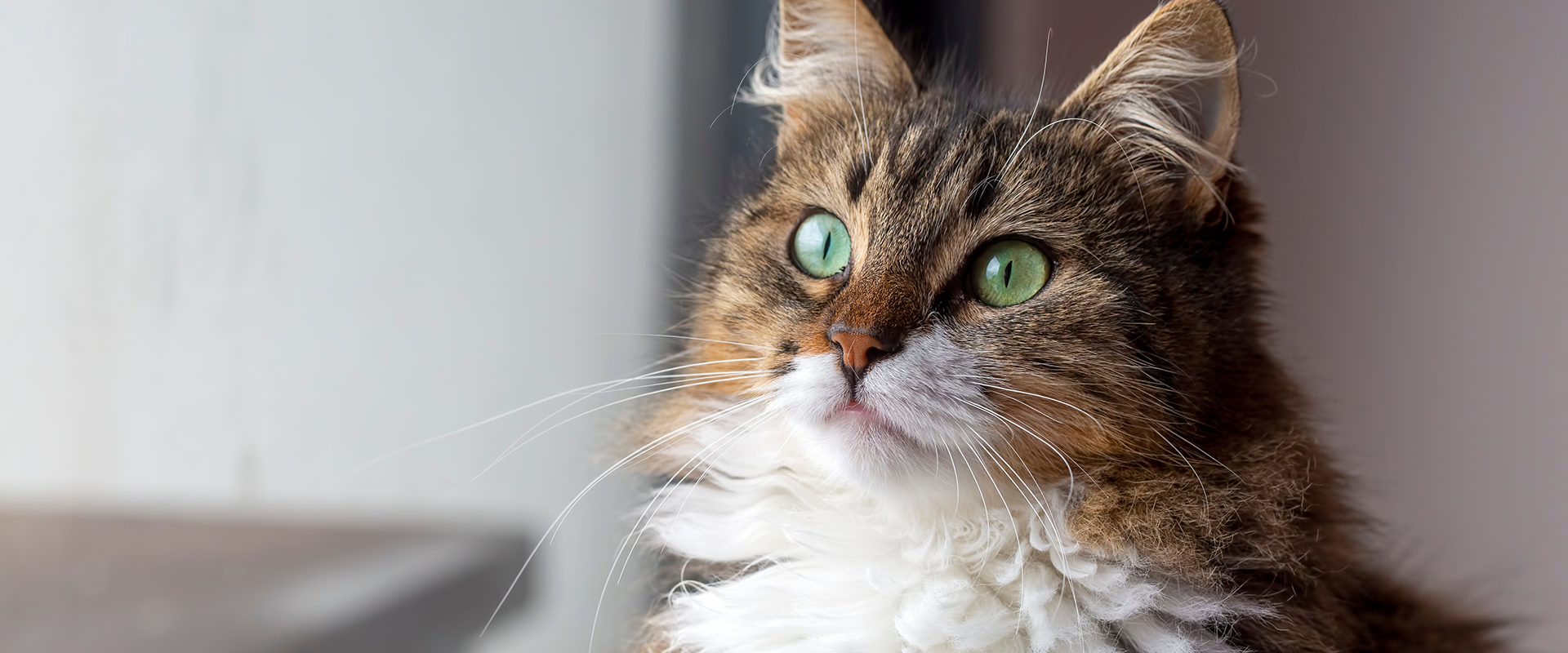 9 Rare Cat Breeds | TrustedHousesitters.com