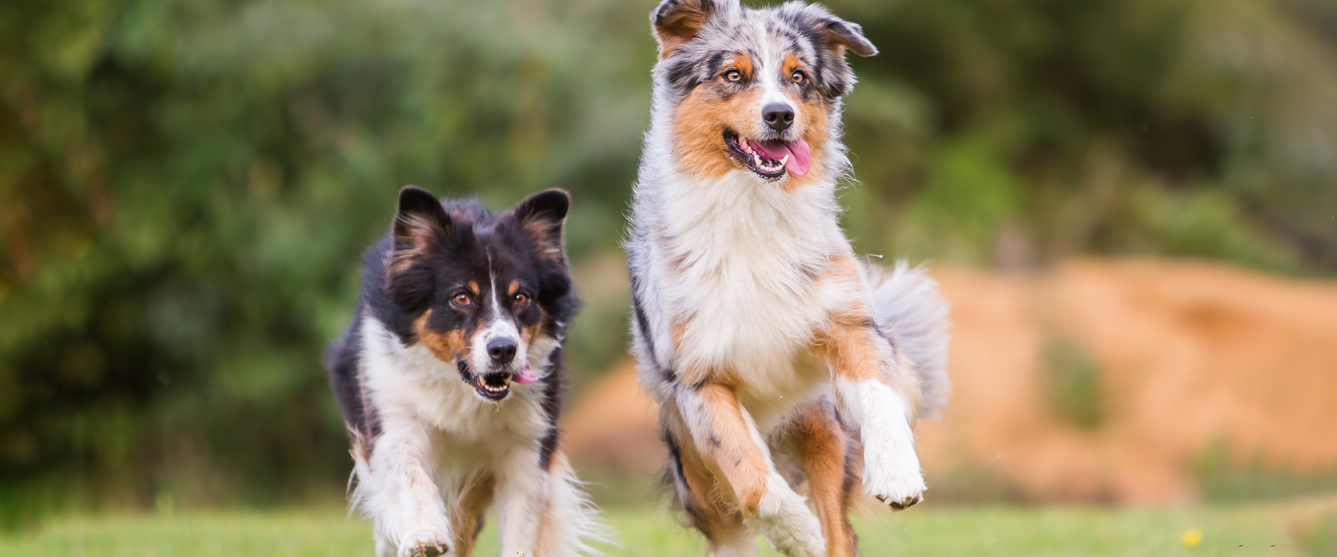 Australian Shepherd Breed Guide | TrustedHousesitters.com