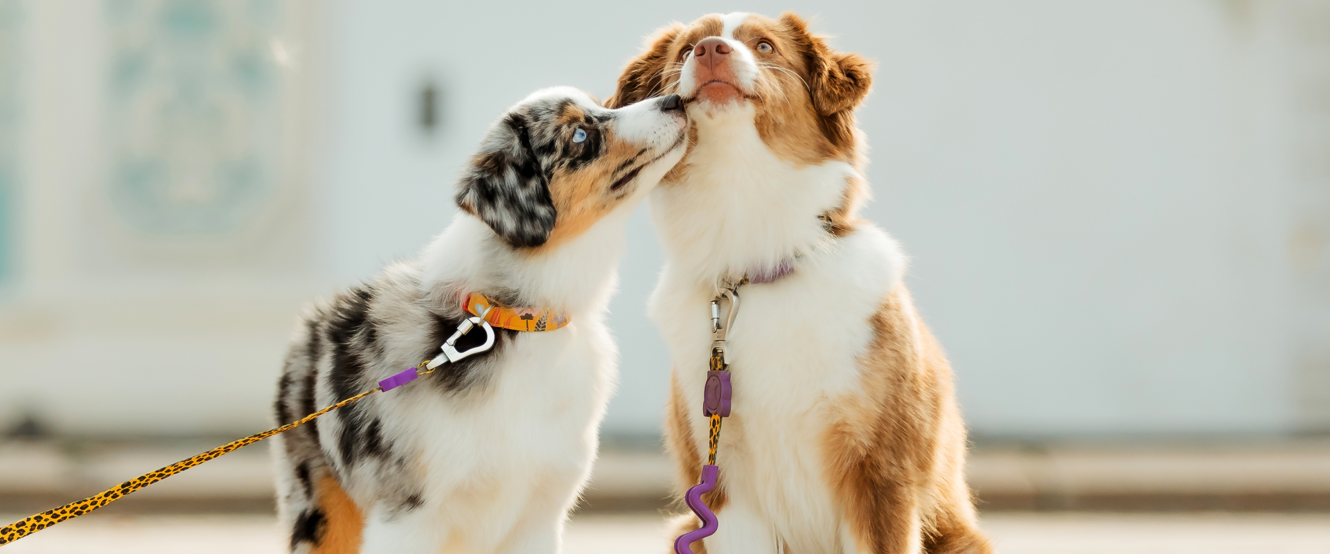 The most friendly dog cities in the world | TrustedHousesitters.com