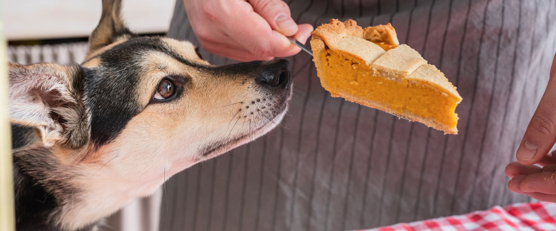 Can Dogs Eat Squash? | TrustedHousesitters.com