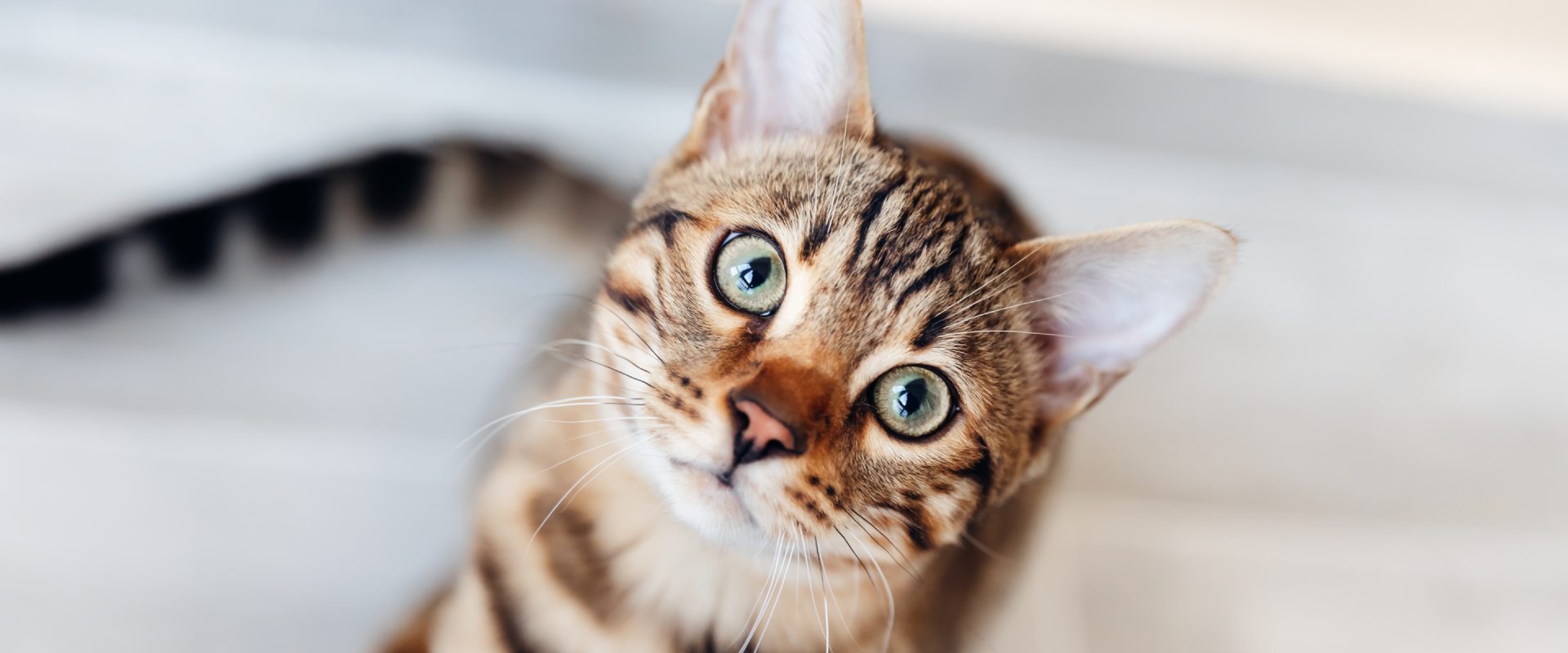 Understanding your cat's gaze: why does my cat stare at me ...