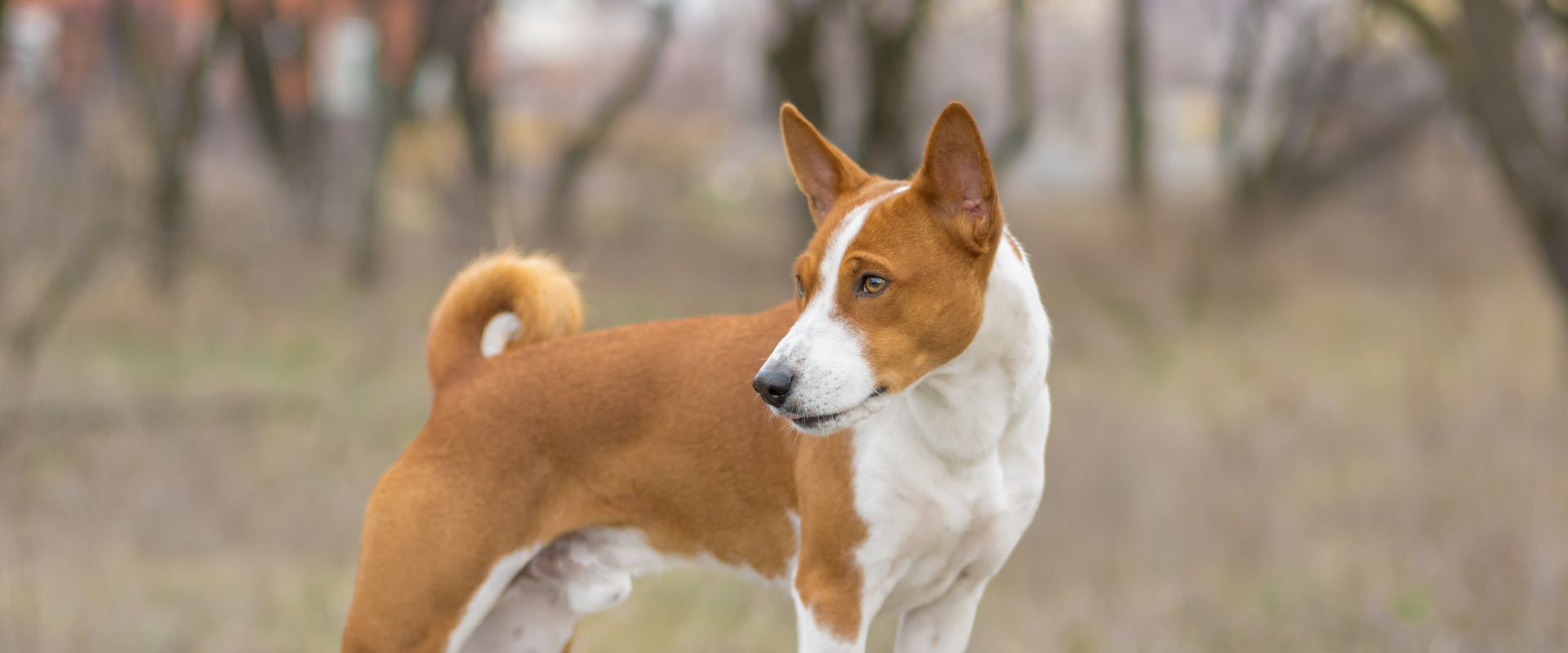 Alpha Dog: Meanings and Myths | TrustedHousesitters.com