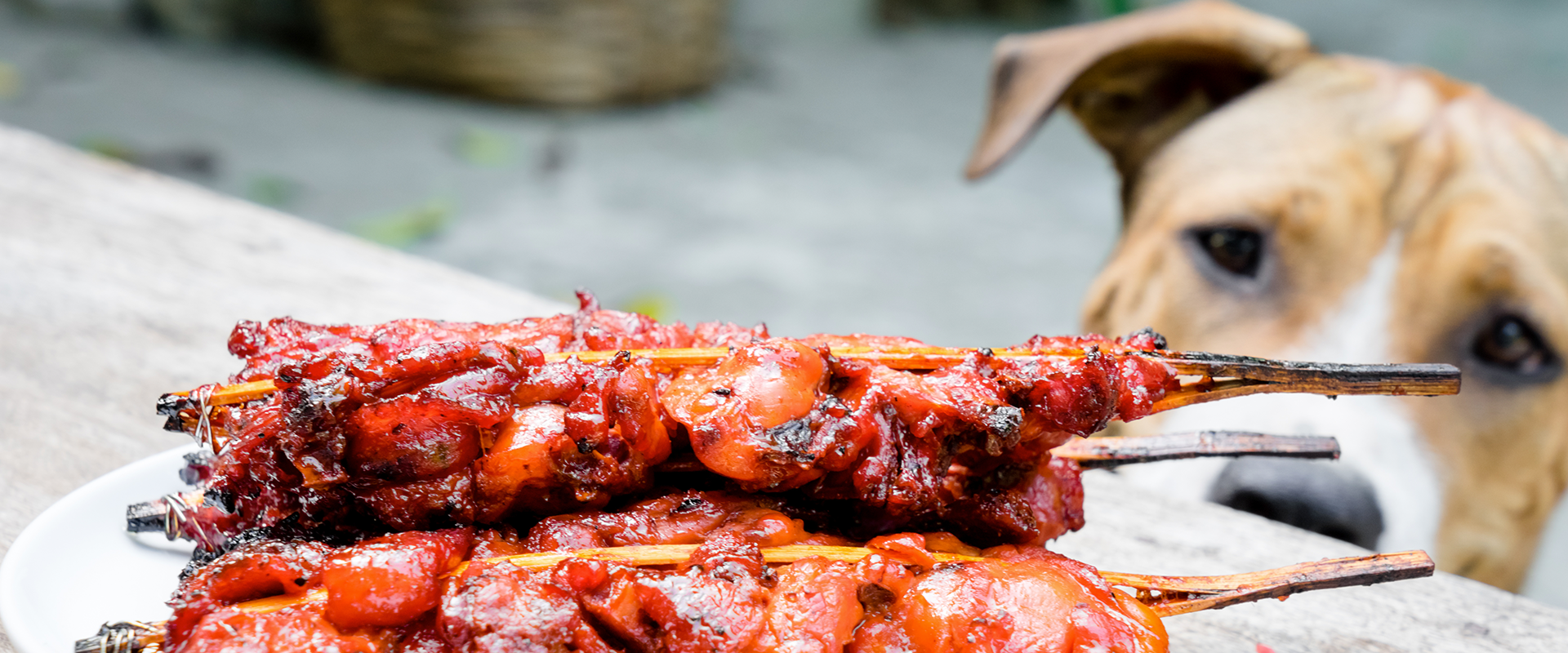 Can Dogs Eat BBQ? | TrustedHousesitters.com