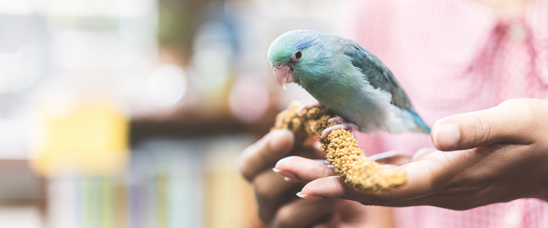 7 Reasons to Have Birds as Pets | TrustedHousesitters.com