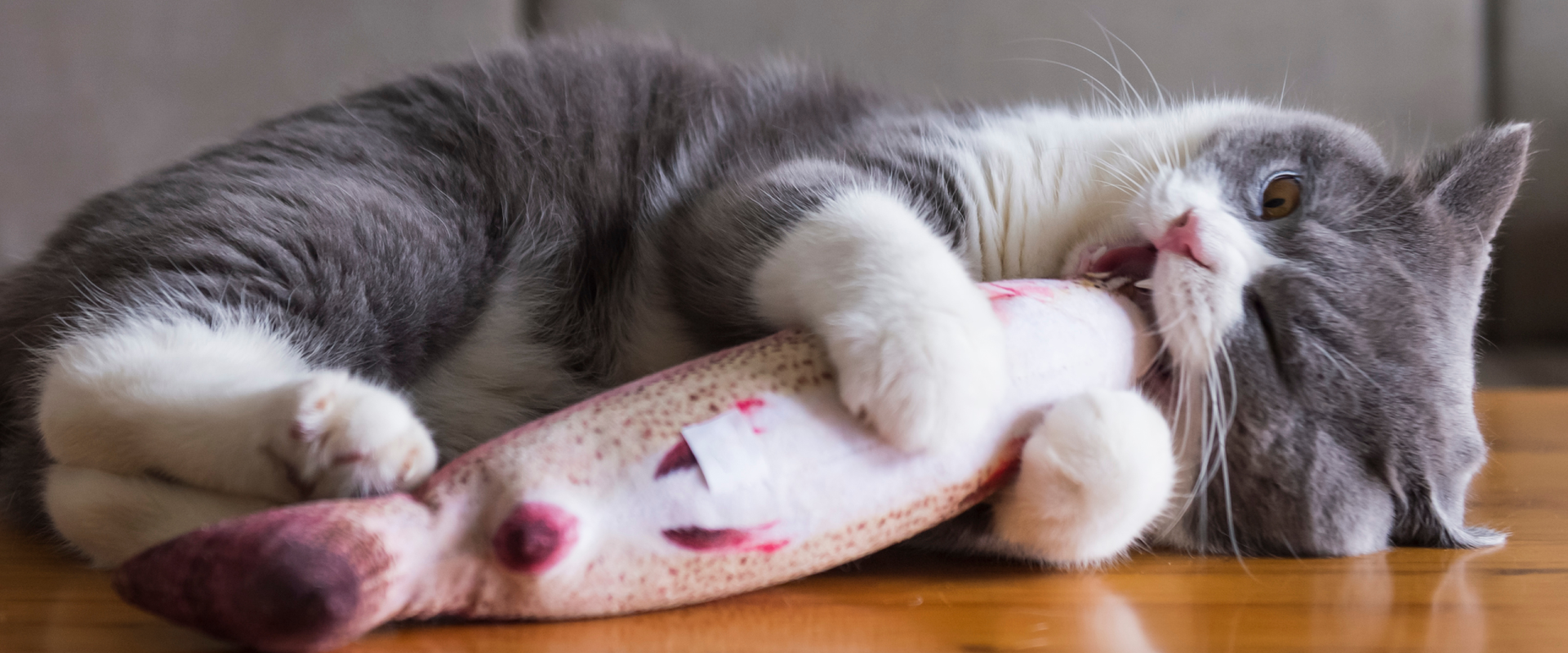 The 12 best electronic cat toys for every frisky feline ...