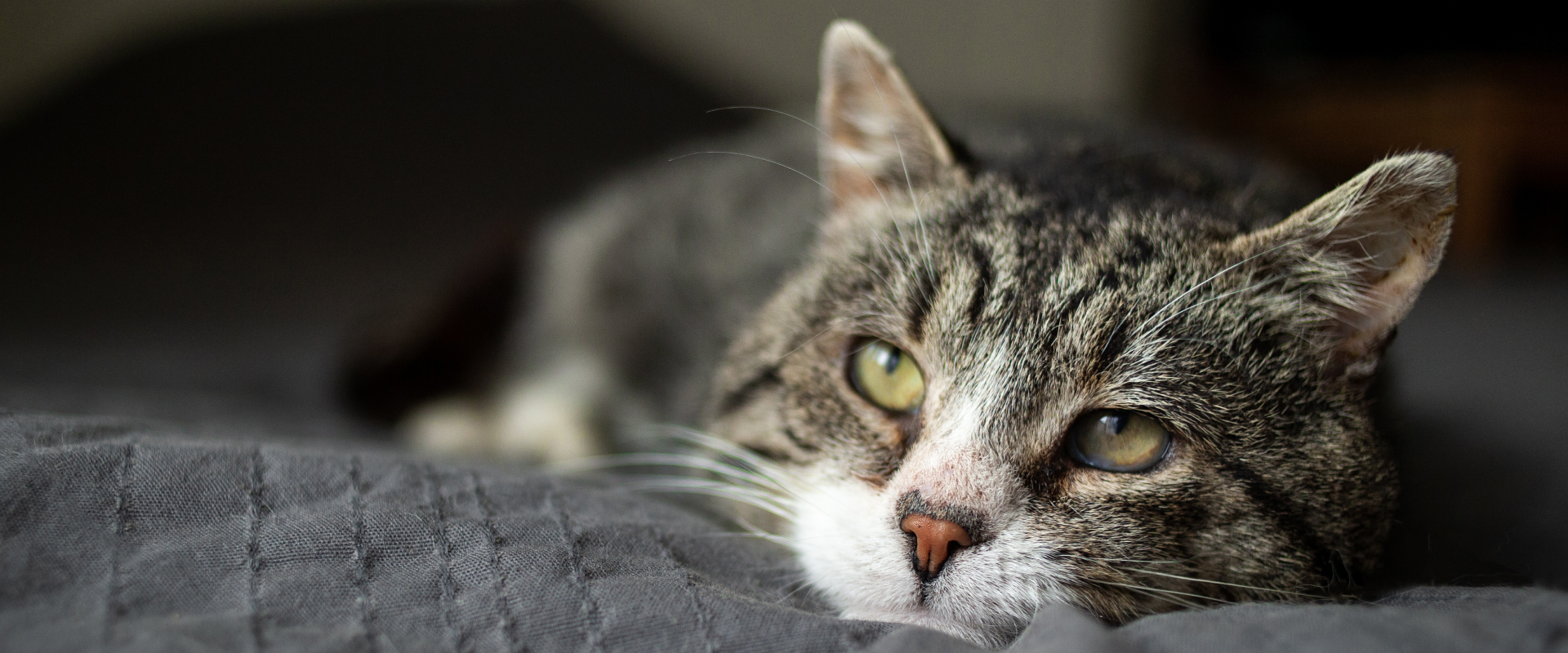 The Best Senior Cat Products for your Silver-Whiskered Sidekick ...