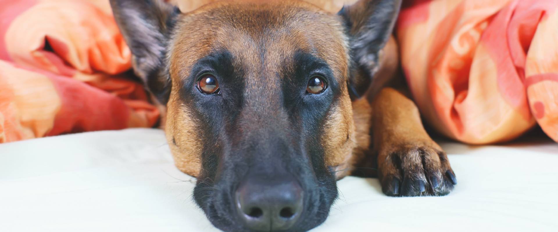Belgian Malinois vs German Shepherd | TrustedHousesitters.com