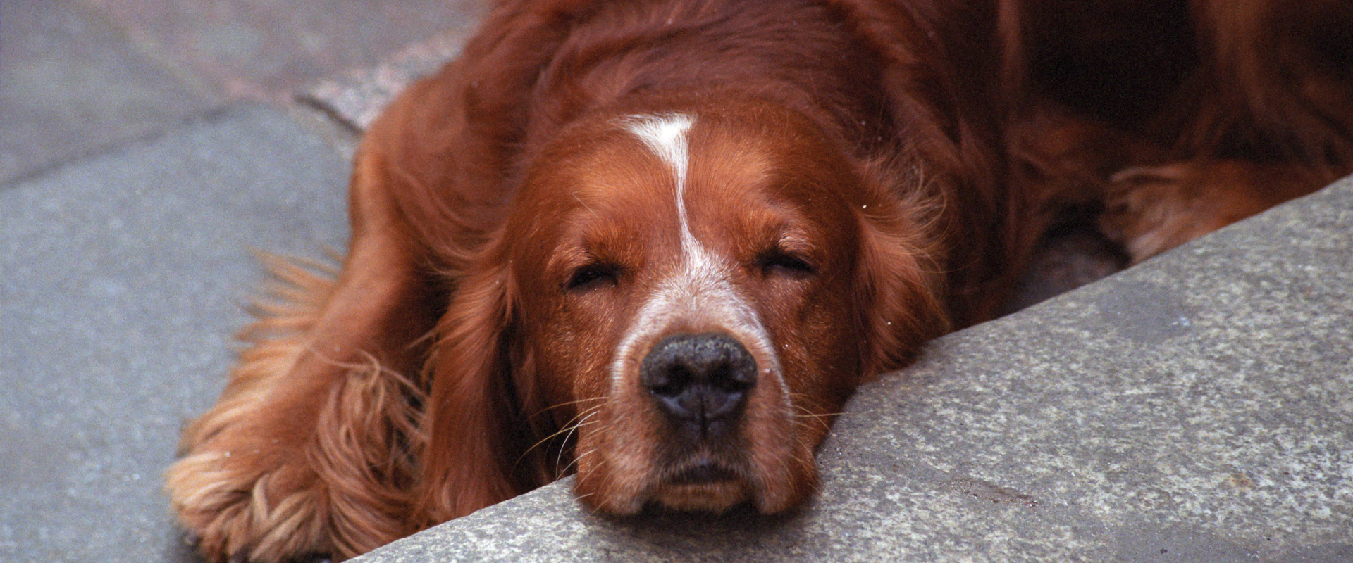 The Complete Collection of Dog Names that Start with C ...