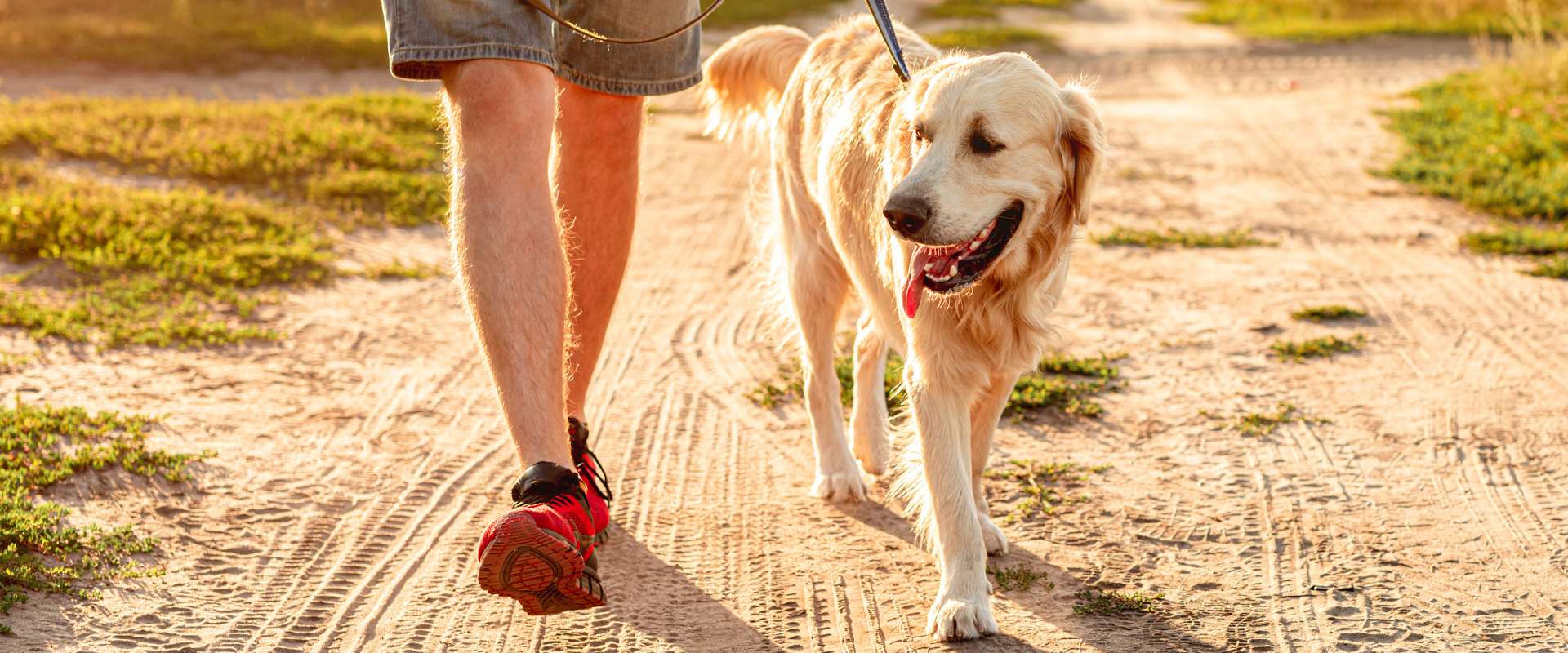 Creating a Dog Sitting Schedule | TrustedHousesitters.com