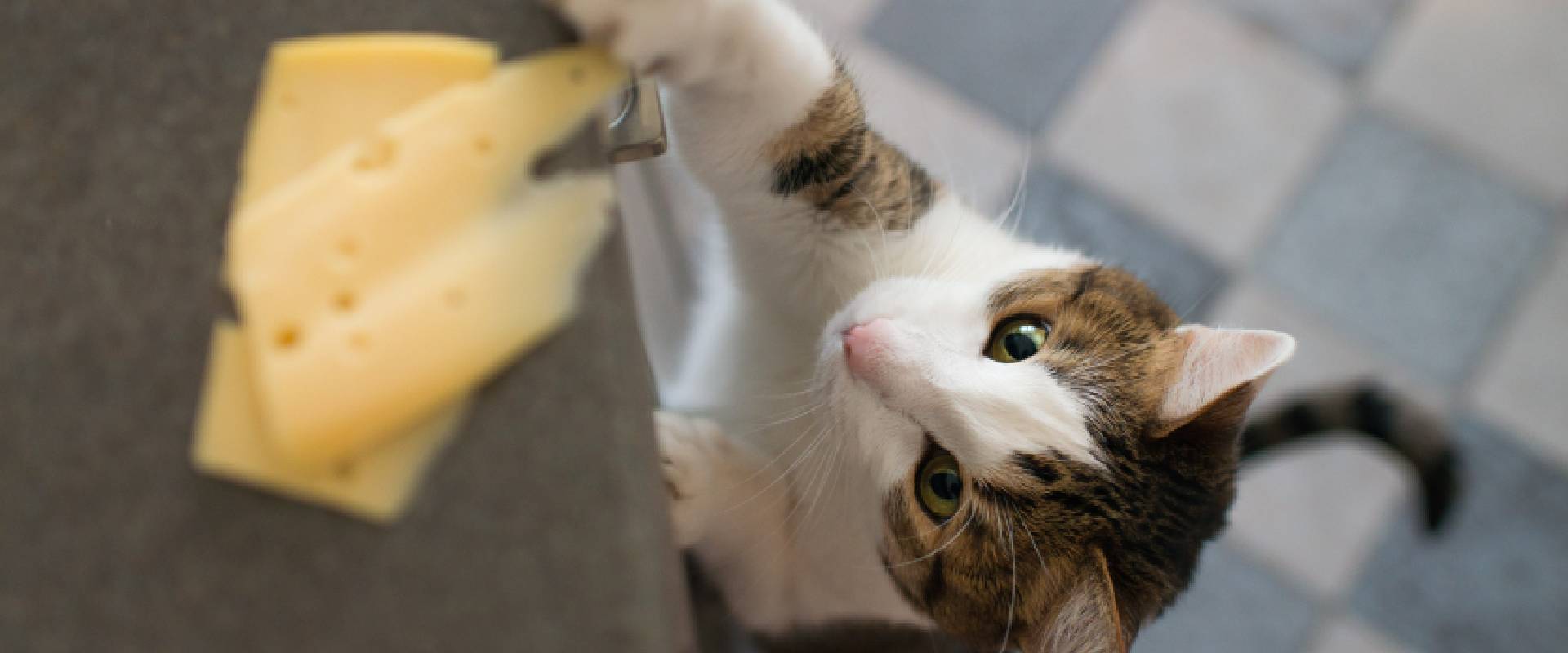 Can Cats Eat Cheese? | TrustedHousesitters.com