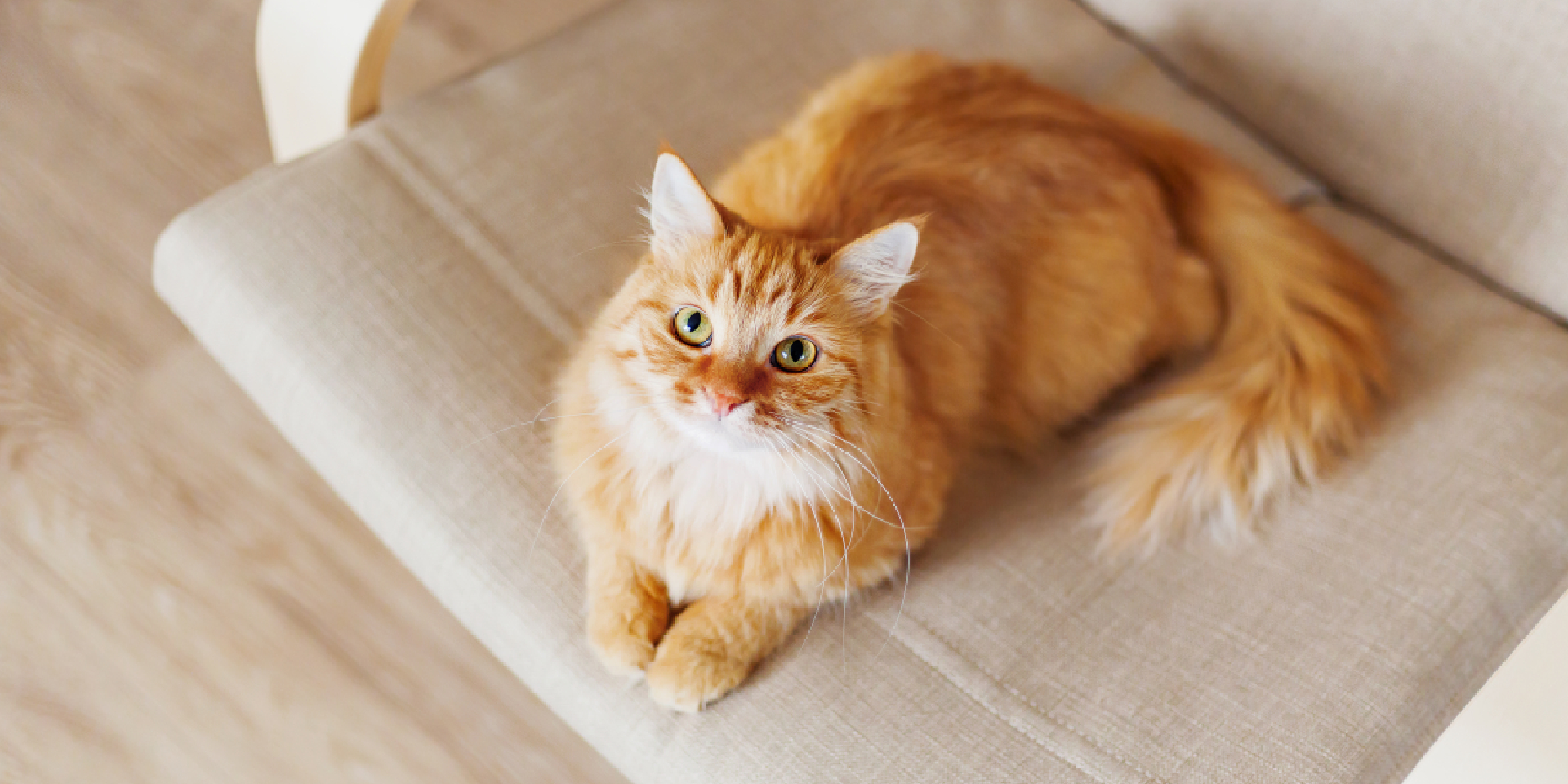 Daisy, Dexter, Dingo! Top Cat Names That Start with D ...