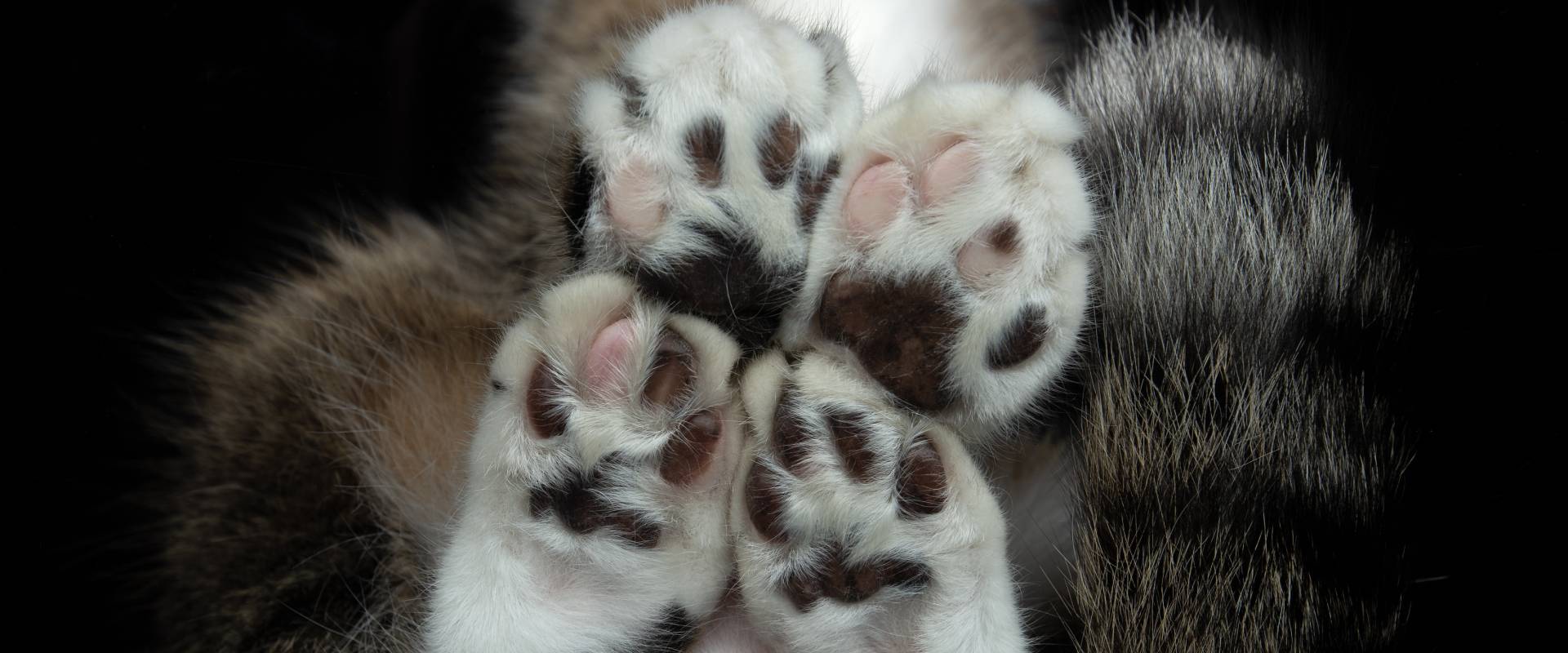 A Curious Case of Cat Toe Beans | TrustedHousesitters.com
