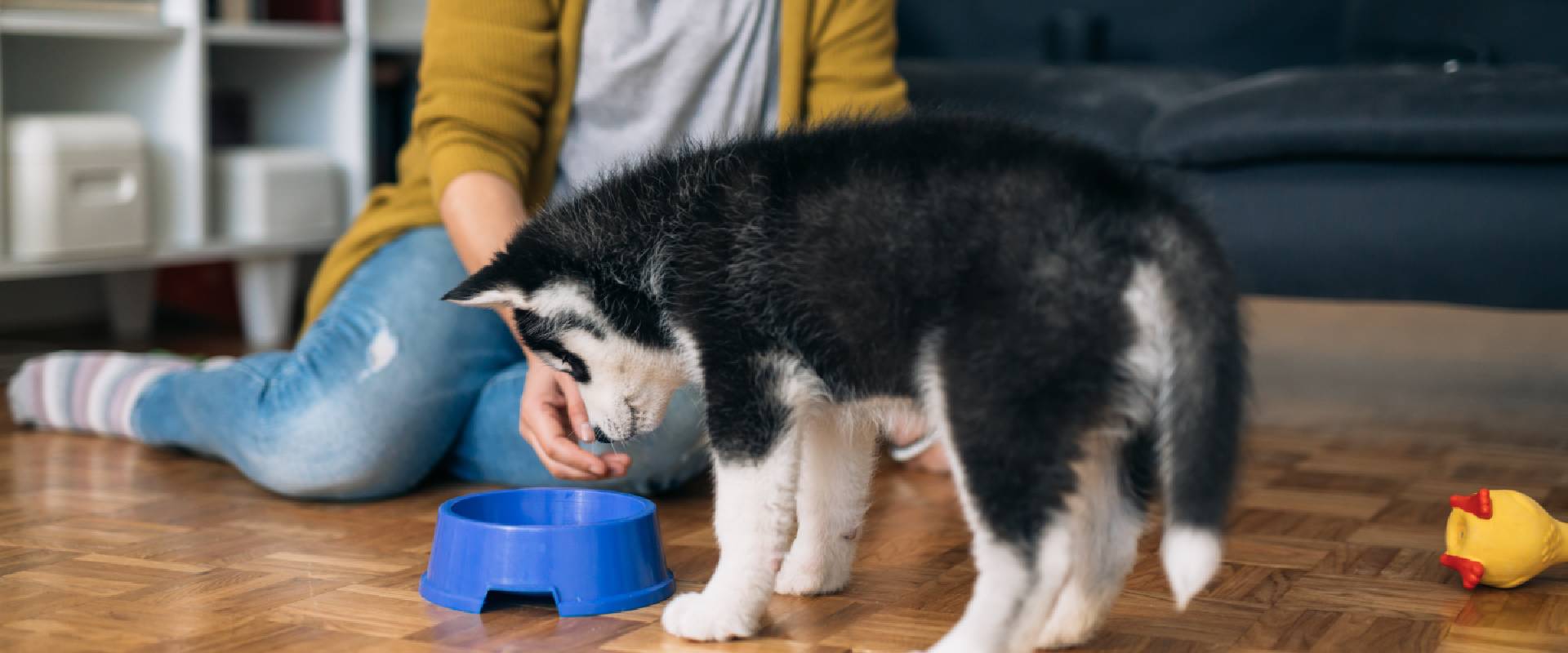 Best Dog Food for Huskies | TrustedHousesitters.com