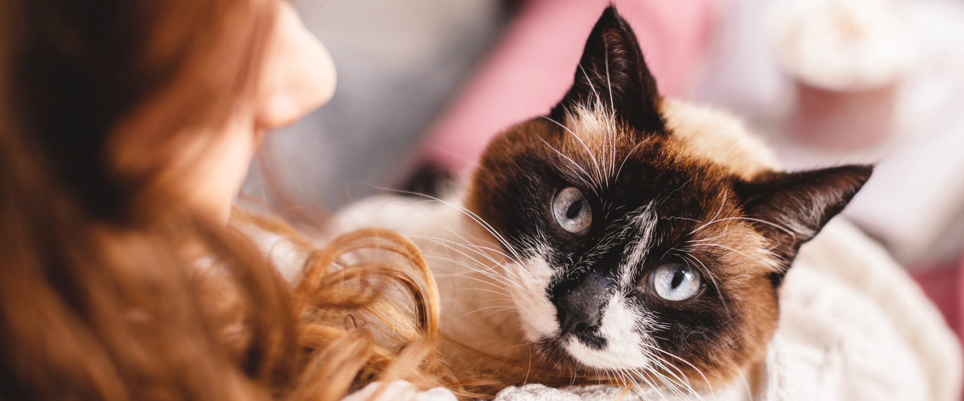 10 Tips to Become the Best Cat Owner | TrustedHousesitters.com