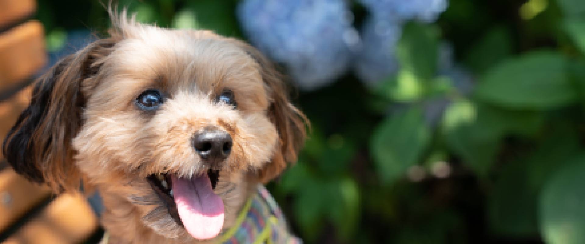 Are Hydrangeas Poisonous to Dogs? | TrustedHousesitters.com
