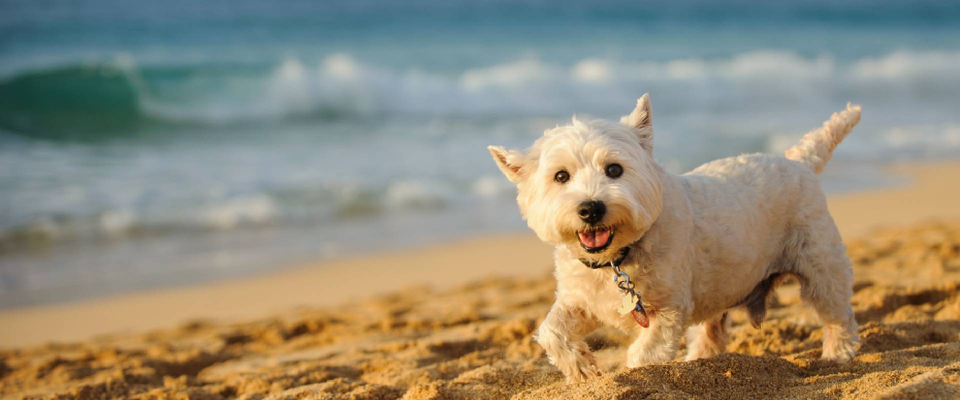 Dog-Friendly Things To Do Mablethorpe | TrustedHousesitters.com