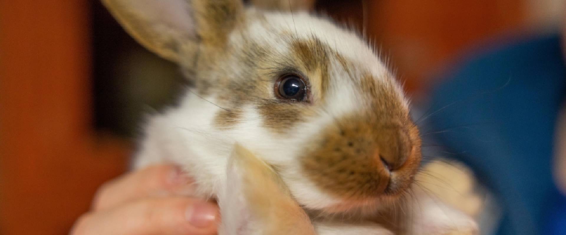 Rabbit Sitting Tips | TrustedHousesitters.com