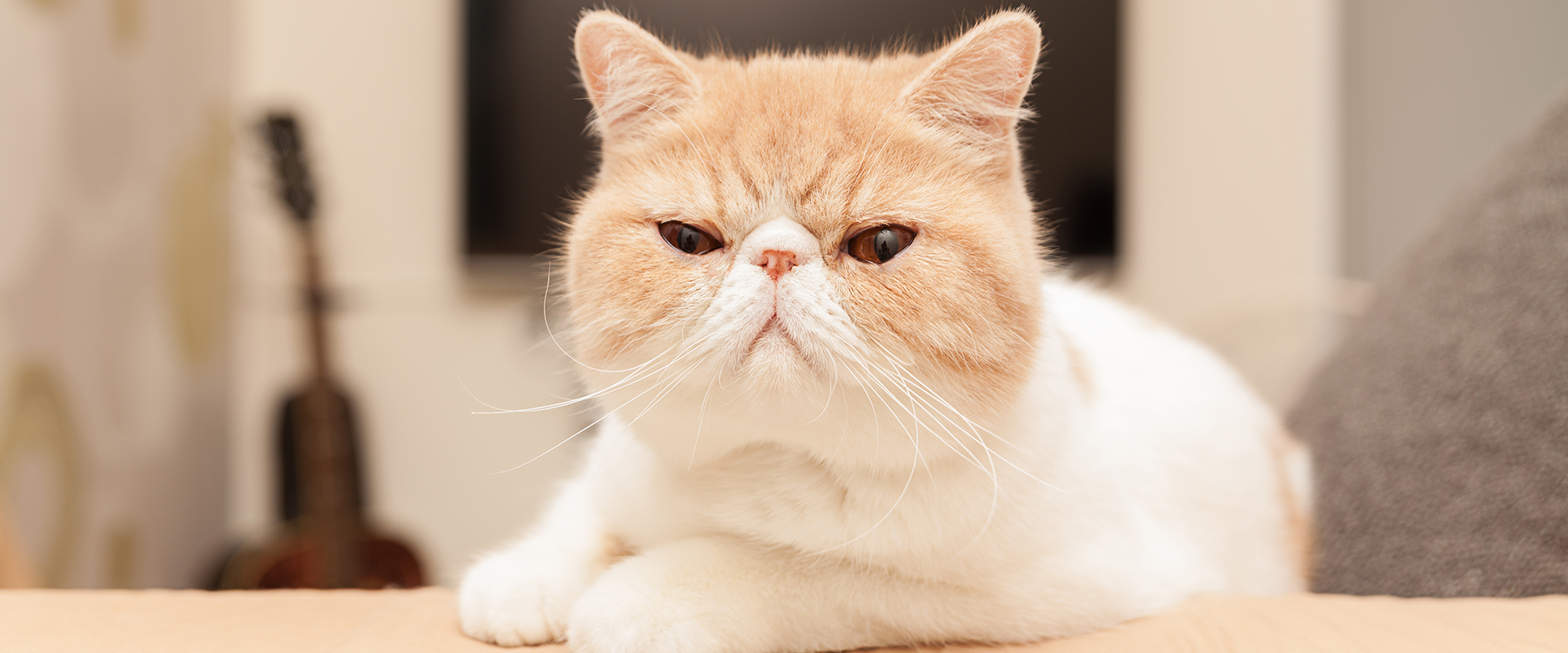 What Are the Friendliest Cat Breeds? | TrustedHousesitters.com