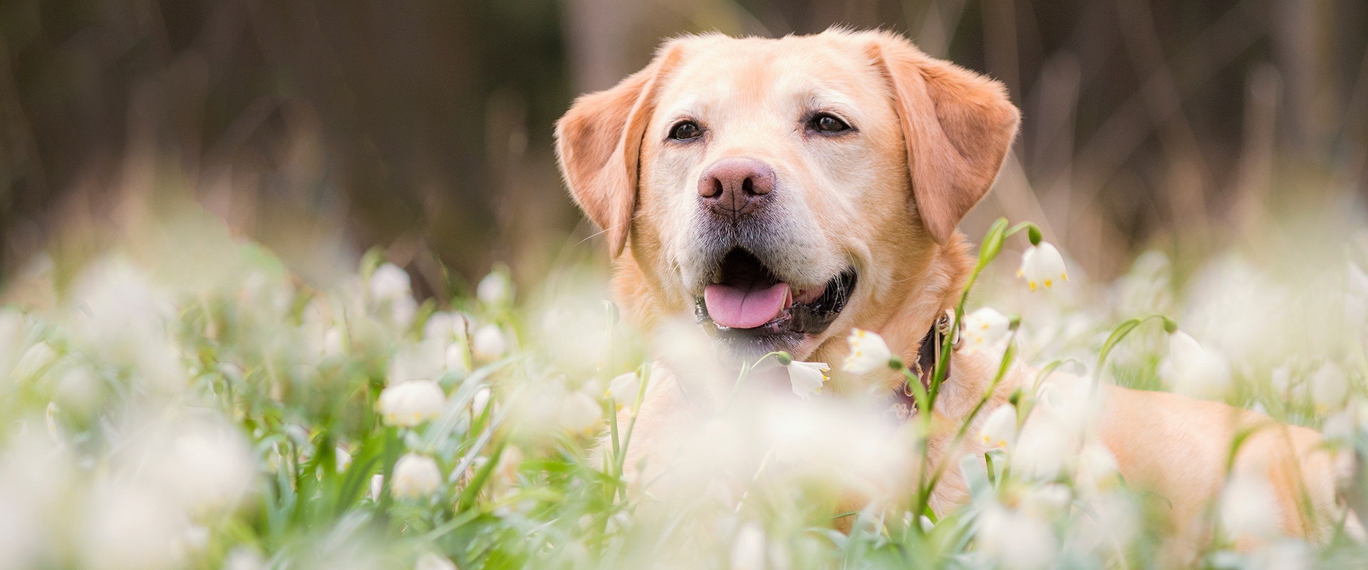 Are Snowdrops Poisonous to Dogs? | TrustedHousesitters.com