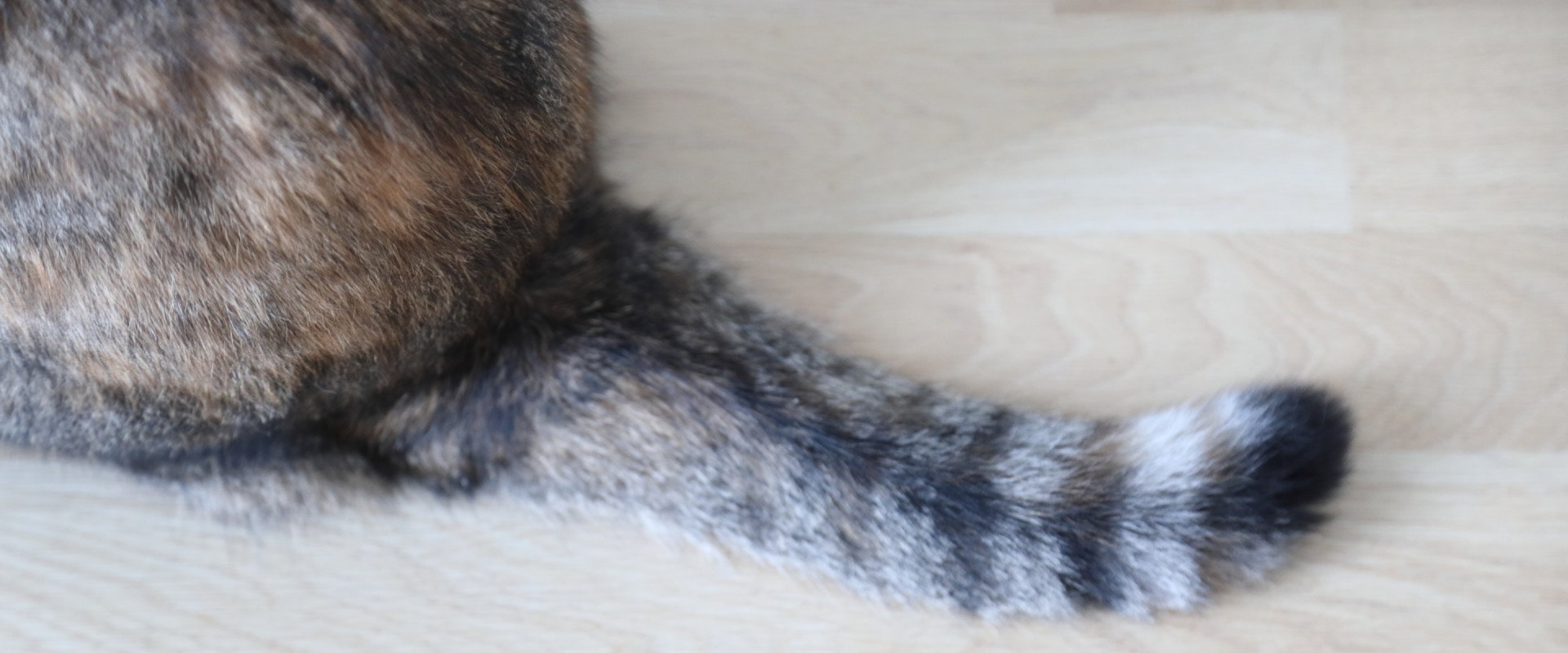 Why do cats have tails? The tell-tail truths and facts ...