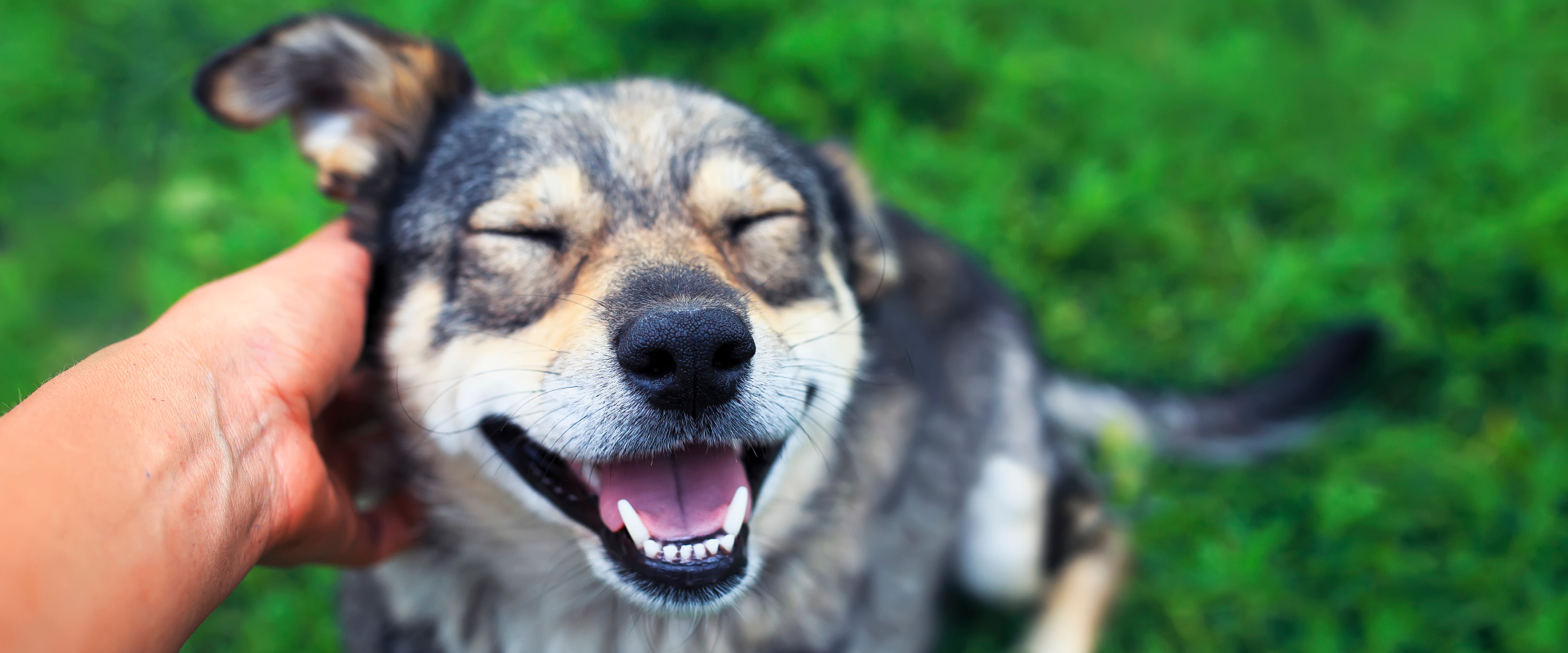 A long list of dog names that start with L | TrustedHousesitters.com