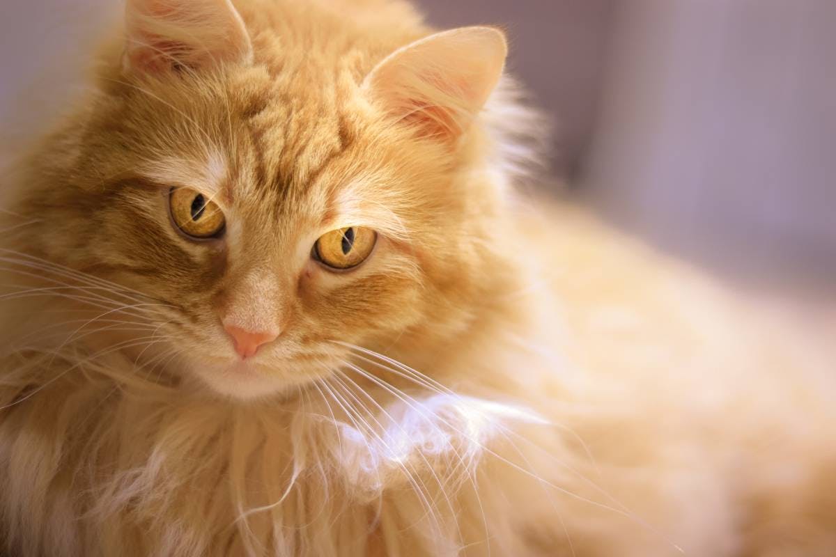 Fluffy Orange Cat Breeds