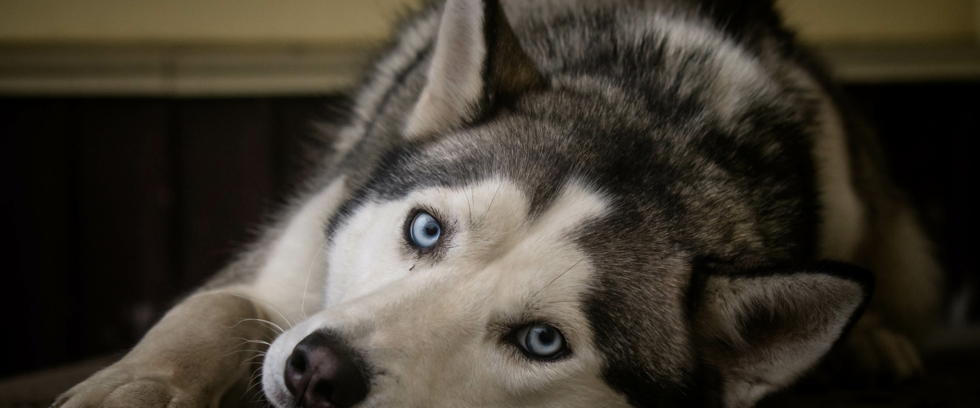 10 Strongest Dog Breeds In The World That Are Good Family 41 Off