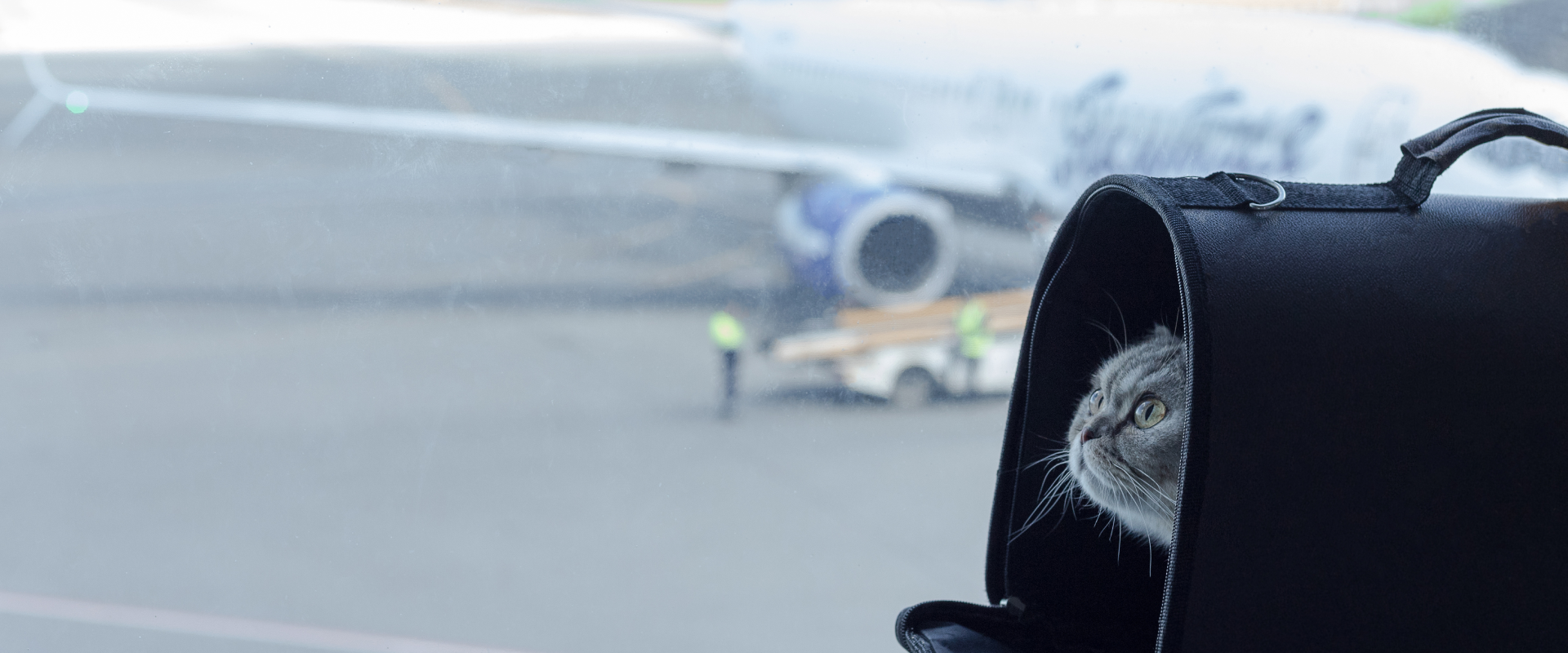 How to travel with a cat - planes, trains, and automobiles ...