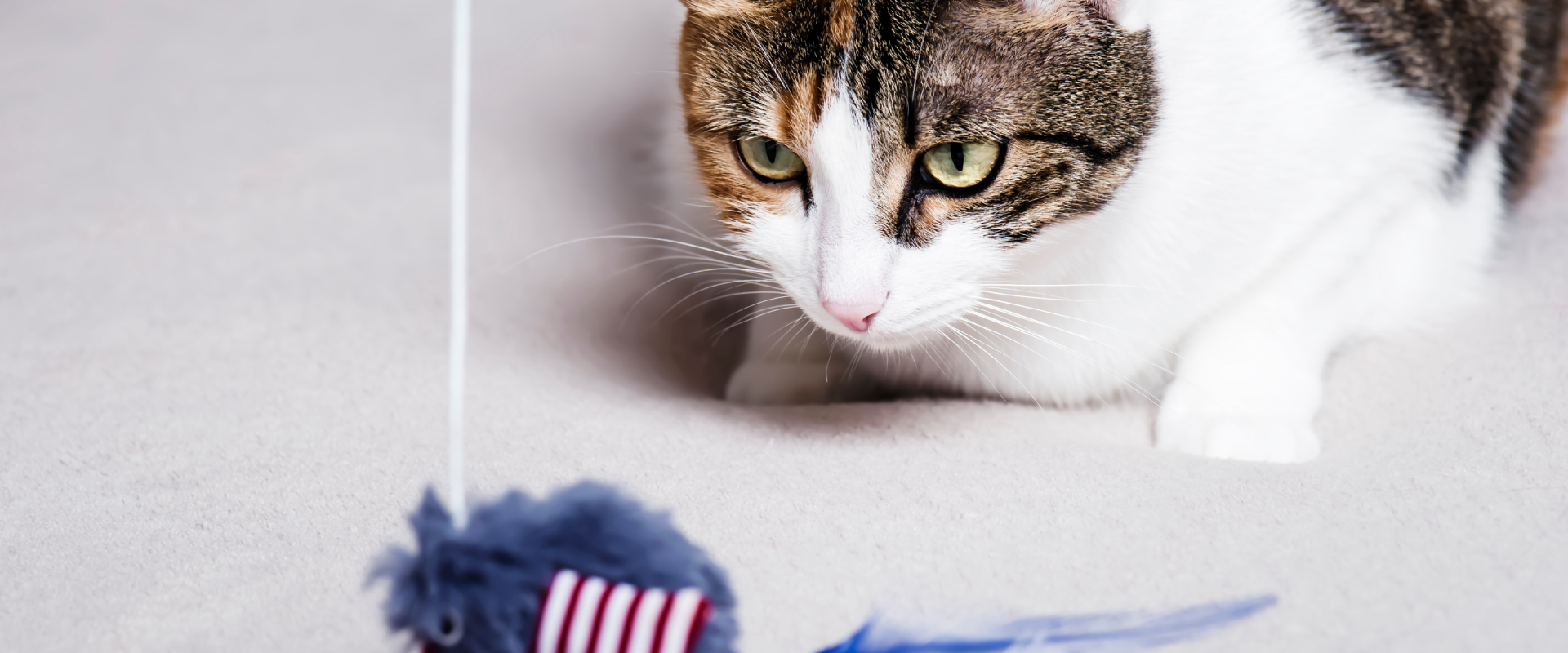 The 12 best electronic cat toys for every frisky feline ...