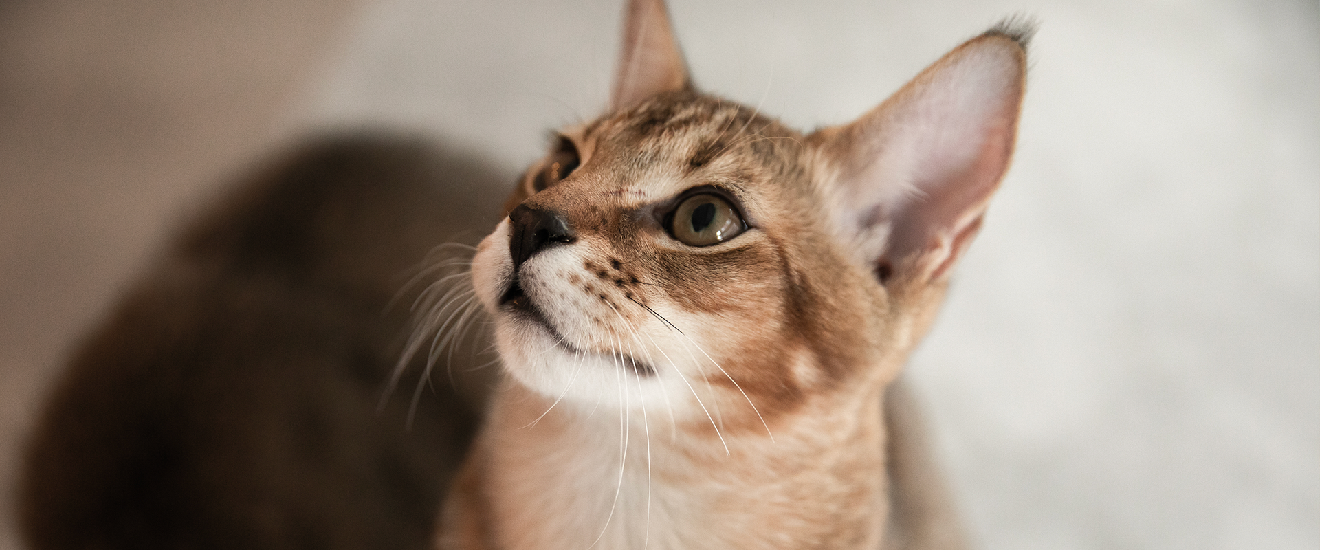 12 Lovable Large Cat Breeds | TrustedHousesitters.com